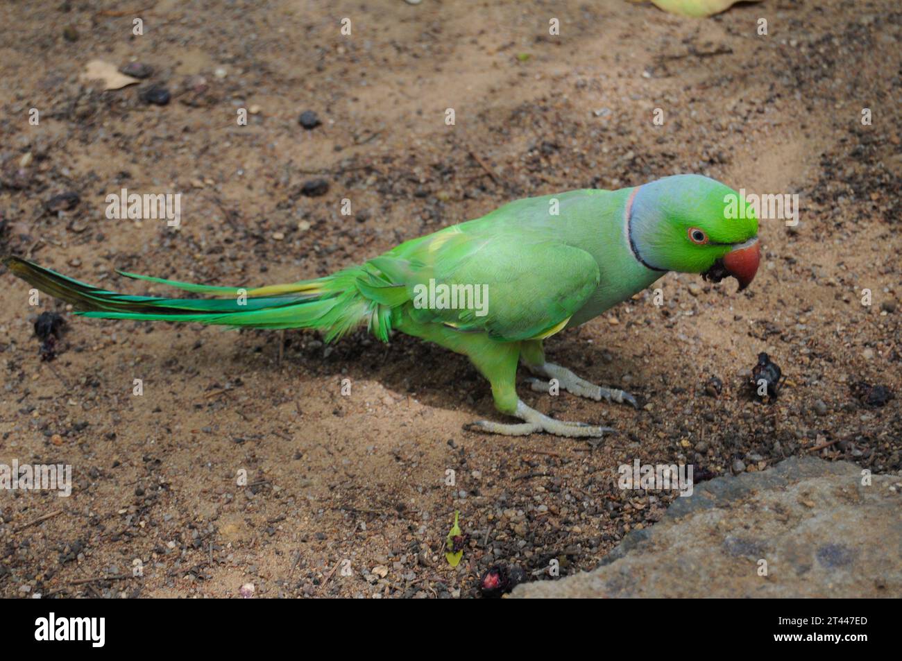 Rose ring necked parrot (Psittacula kramer) of India Stock Photo - Alamy