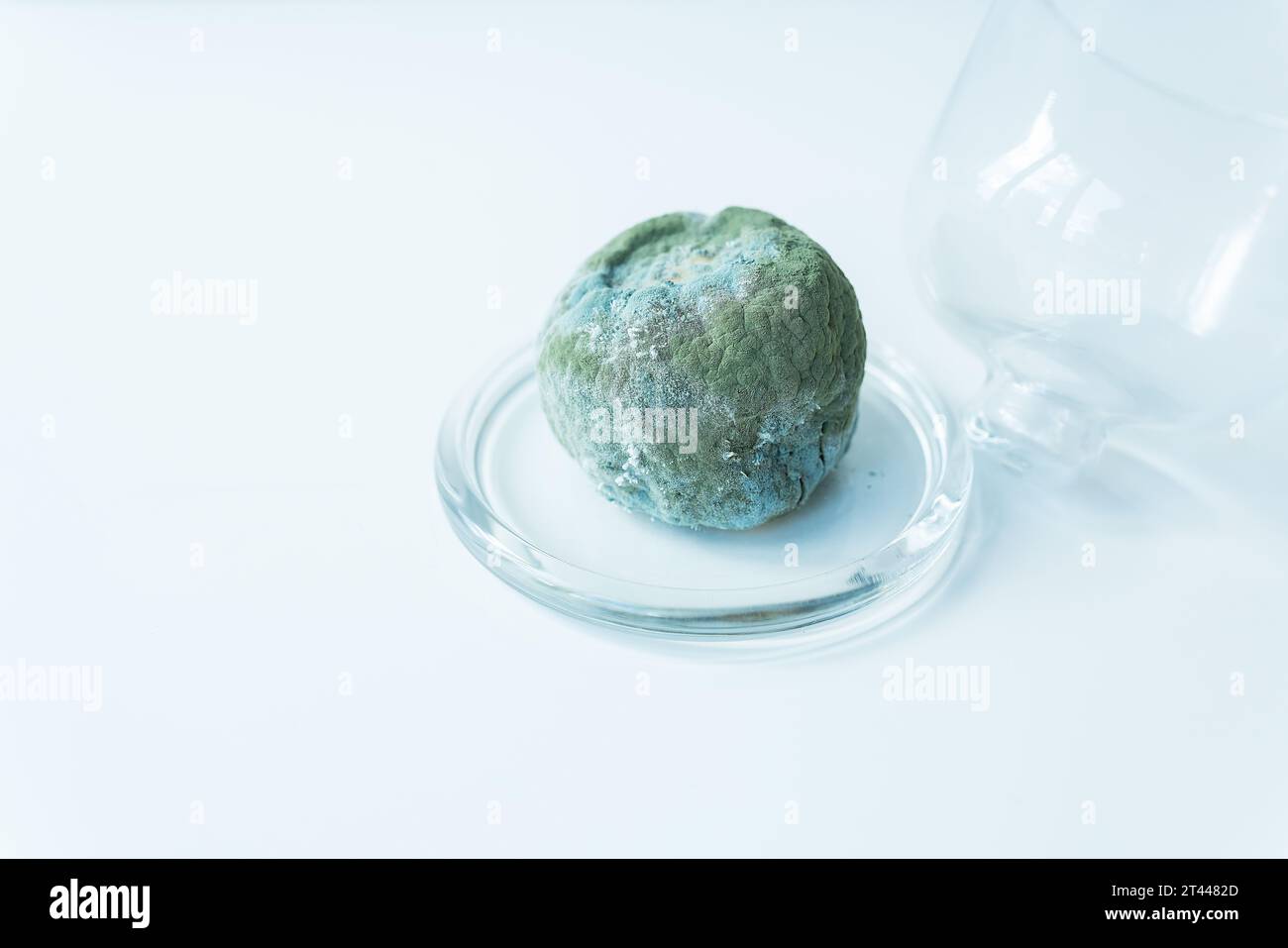Rotten lemon mold spoiled hi-res stock photography and images - Alamy
