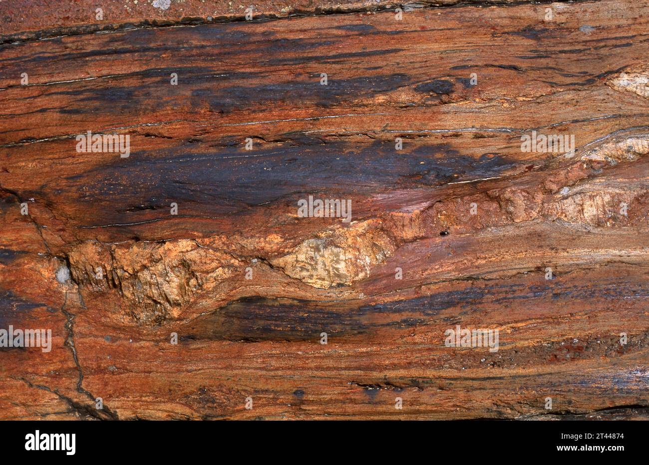 Schist with a quartz nodules (boudinage). Schist is a metamorphic rock ...