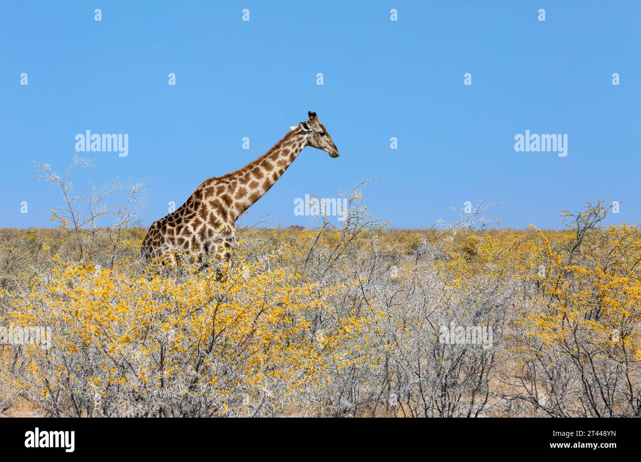 giraffe stands by bushes in sunshine Stock Photo - Alamy
