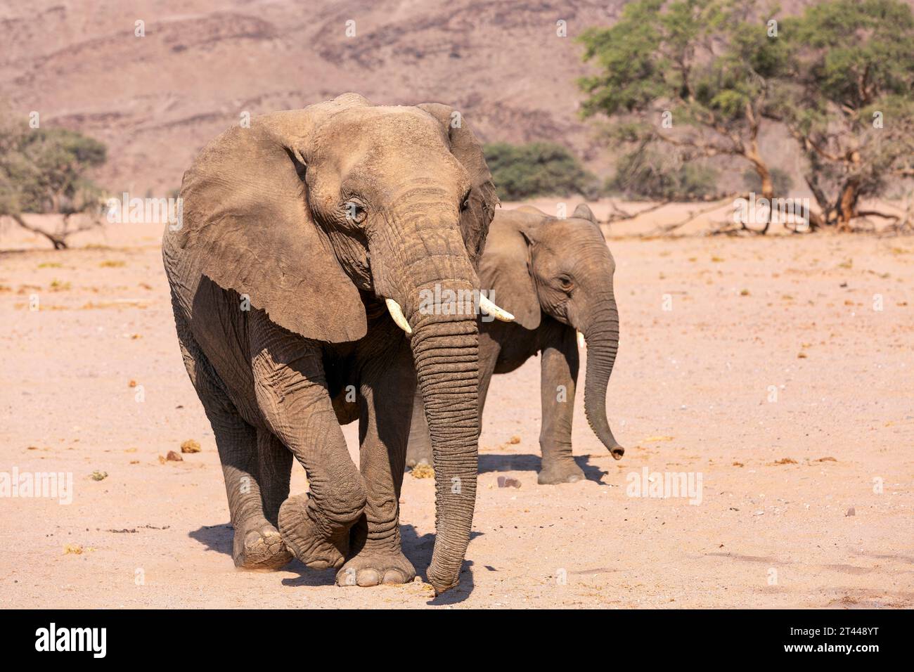 The Desert Elephants live in the Kunene Region, encompassing mostly ...
