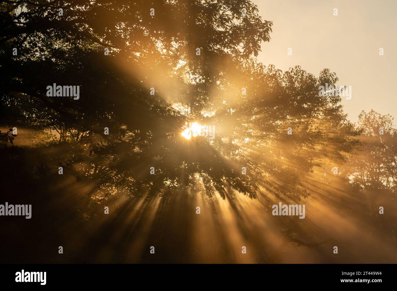 Shaft Of Light Burst Through The Trees Along The Blue Ridge Parkway in ...