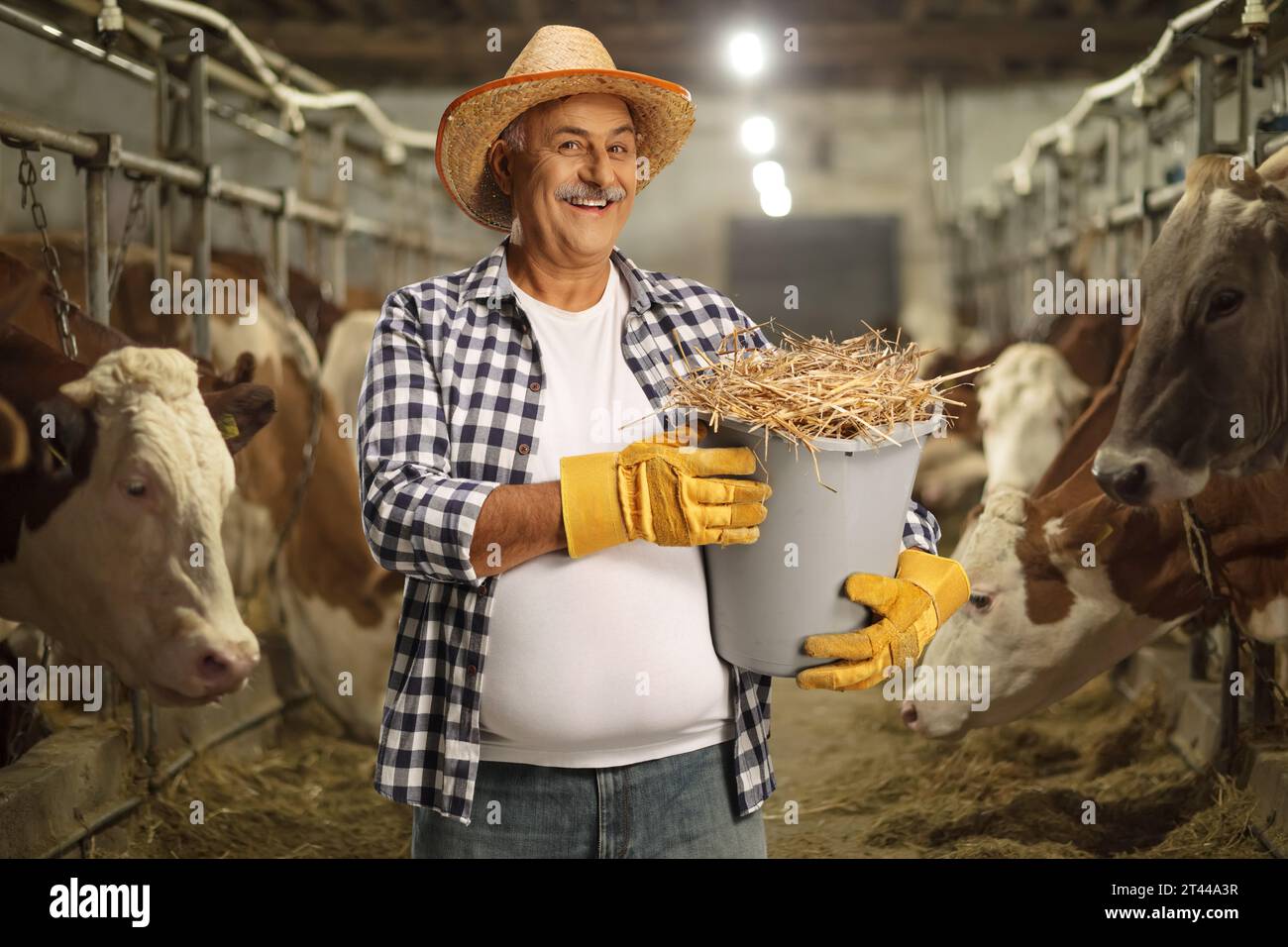 Mature farmer holding a bucket full of hay inside a barn with cows ...