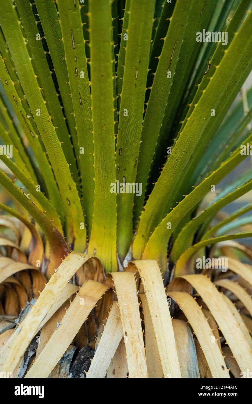 Sotol plant hi-res stock photography and images - Alamy