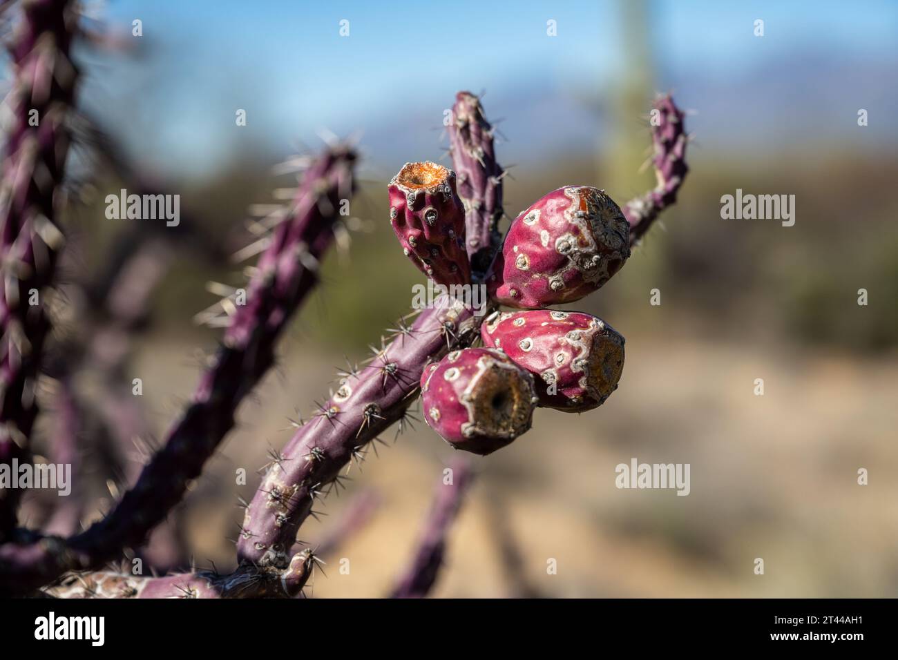Cholla fruit hi-res stock photography and images - Alamy