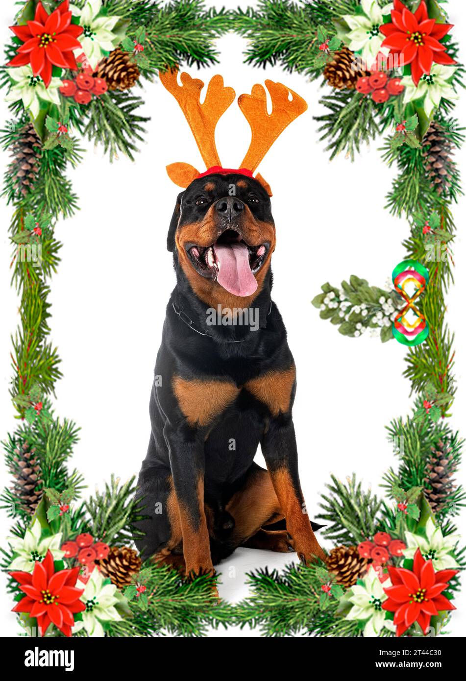 Rottweiler in christmas hi-res stock photography and images - Alamy