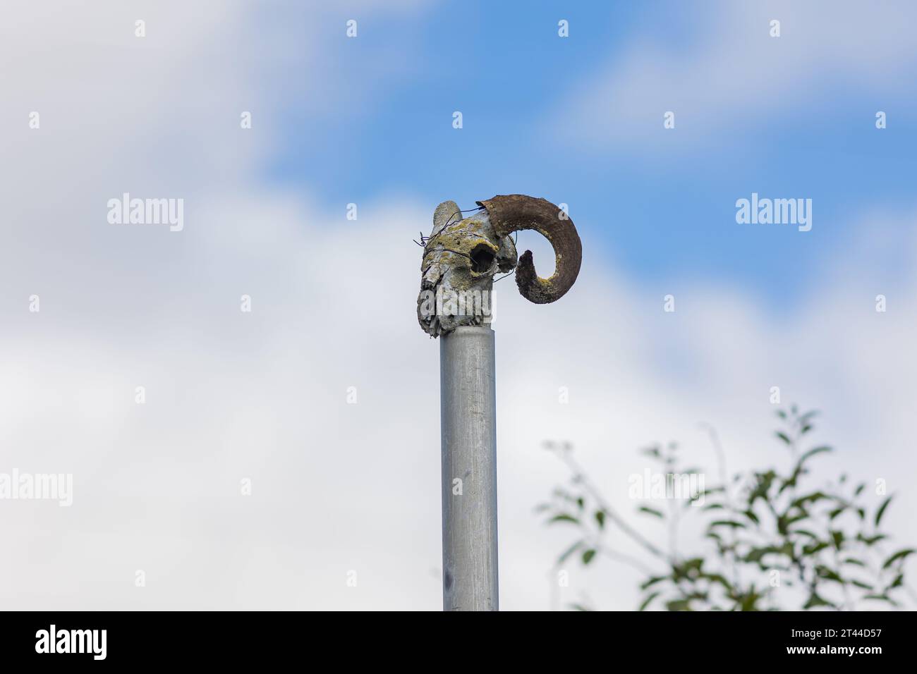skull skeleton of a ram on a pole against the blue sky Stock Photo - Alamy
