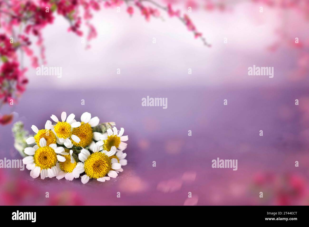 Chamomile flower in front of color background Stock Photo - Alamy