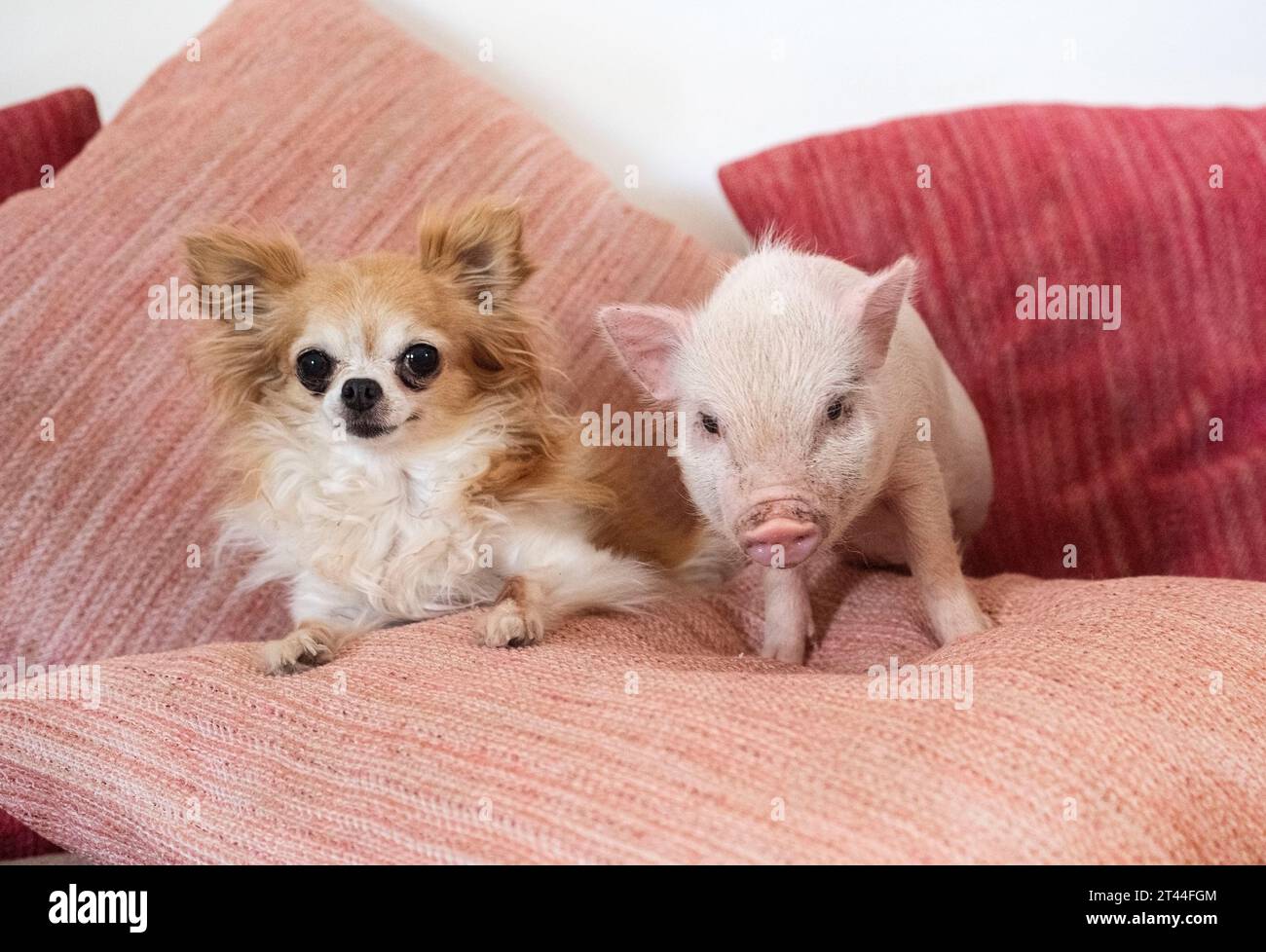 Pink Mini Pig