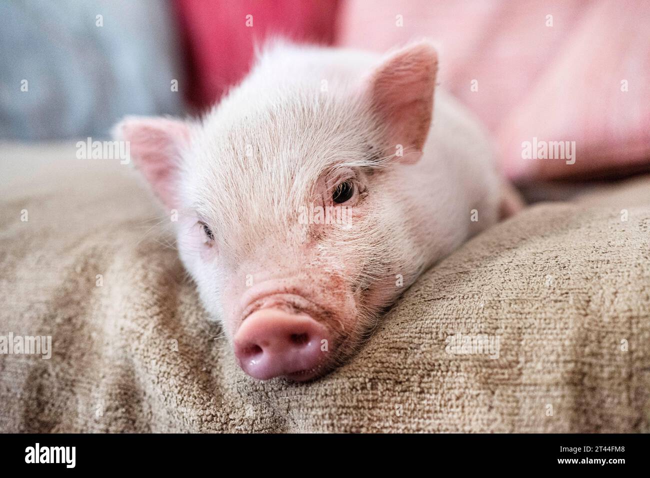pink miniature pig on the sofa in an house Stock Photo - Alamy