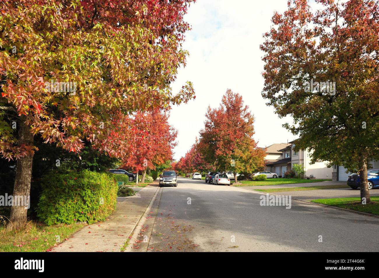 American Sweetgum trees (Liquidambr styraciflua) lining a residential ...