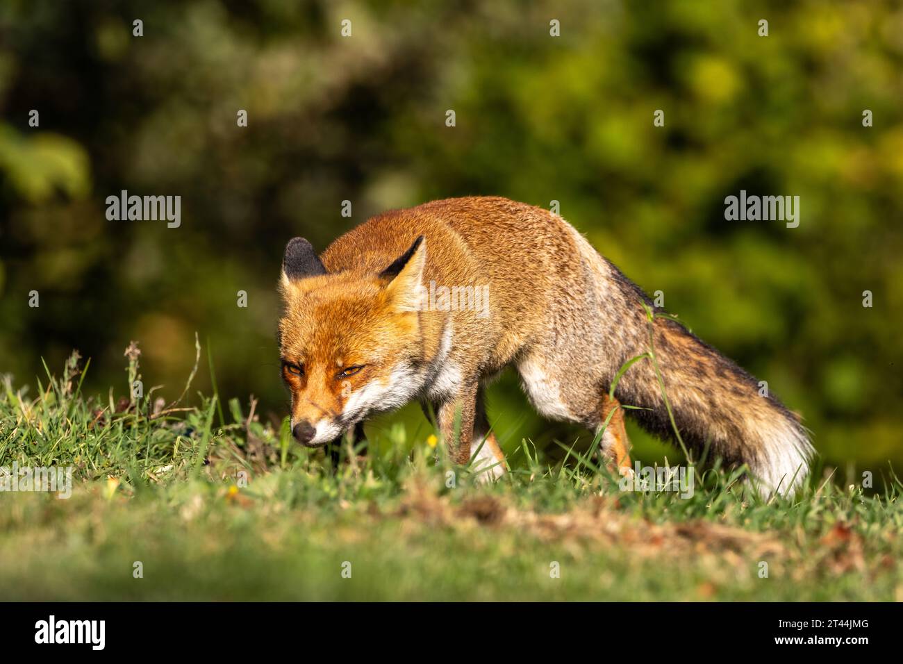 The red fox and the shades of autumn Stock Photo - Alamy