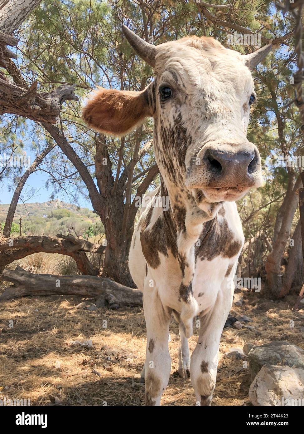 cow, closeup portrait of cute cow looking at camera in farm. livestock ...