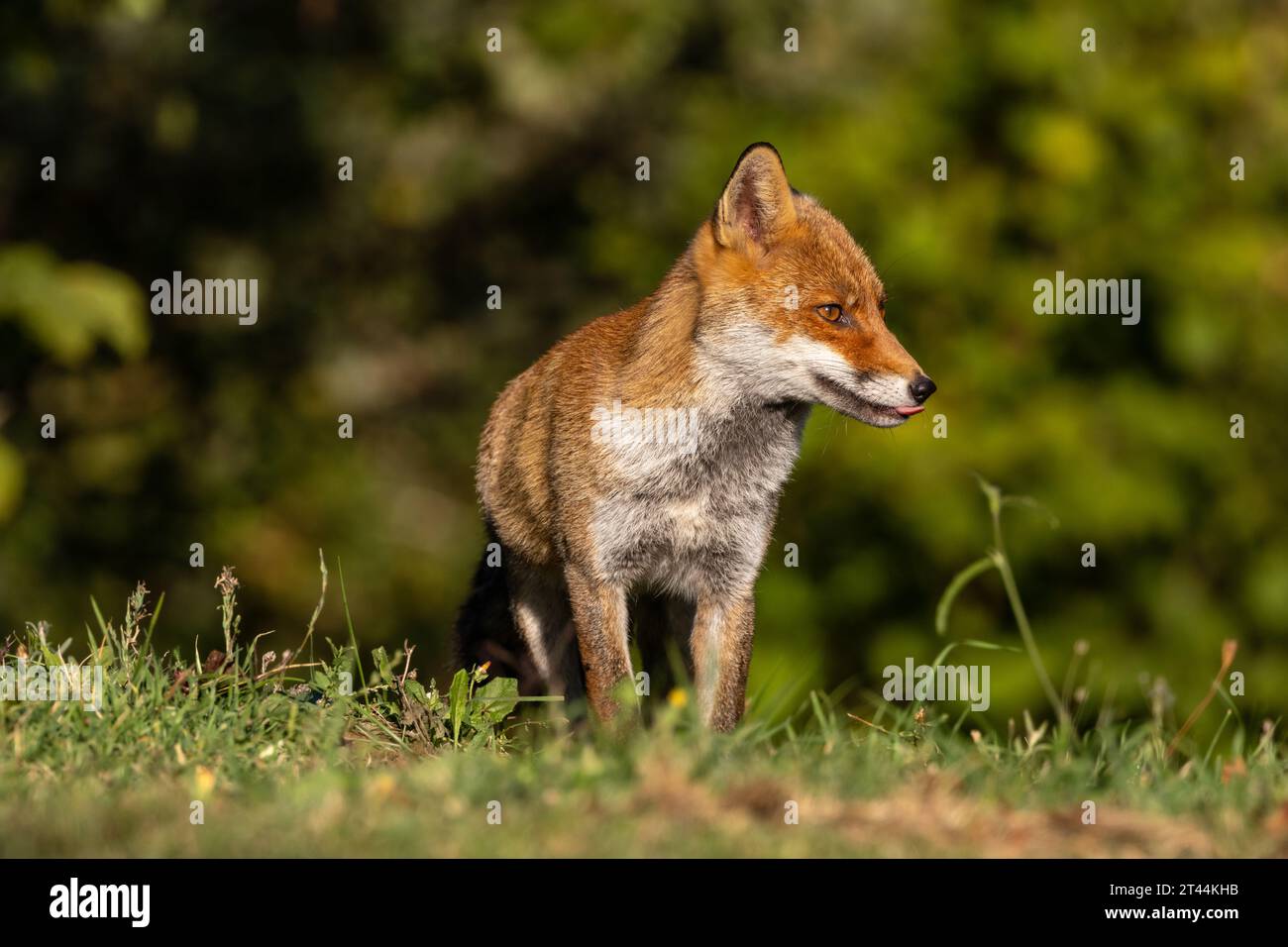 The red fox and the shades of autumn Stock Photo - Alamy