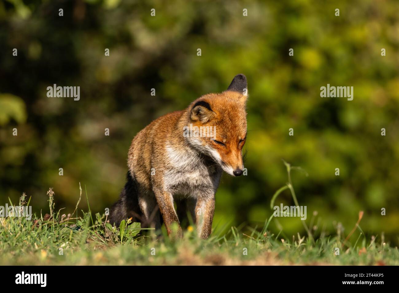 The red fox and the shades of autumn Stock Photo - Alamy