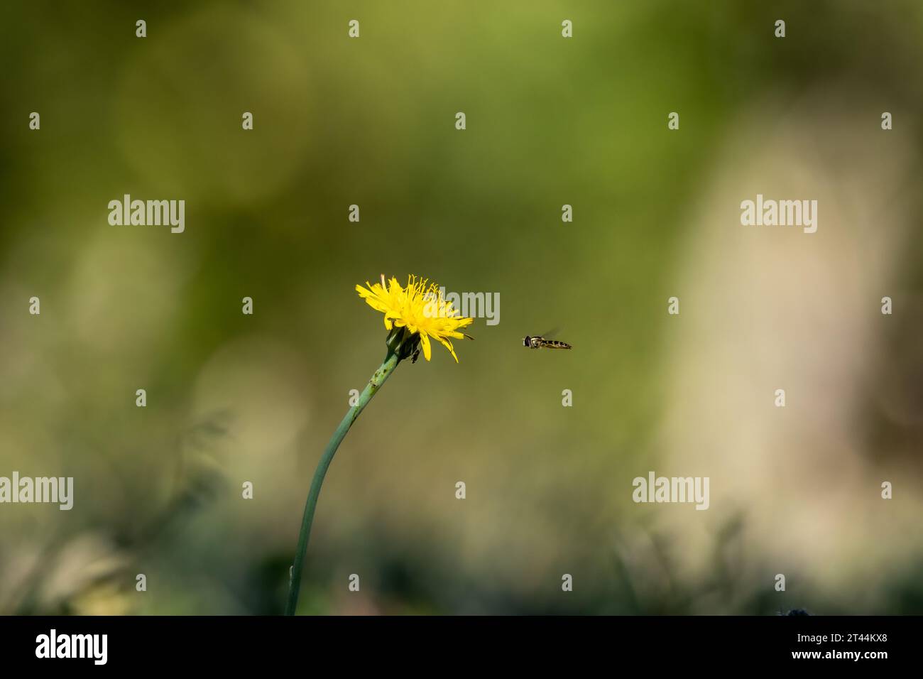 Interesting insect hi-res stock photography and images - Alamy