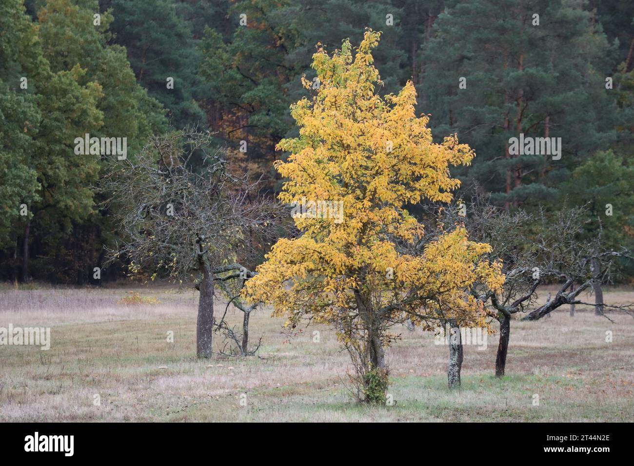 Old plum trees hi-res stock photography and images - Alamy