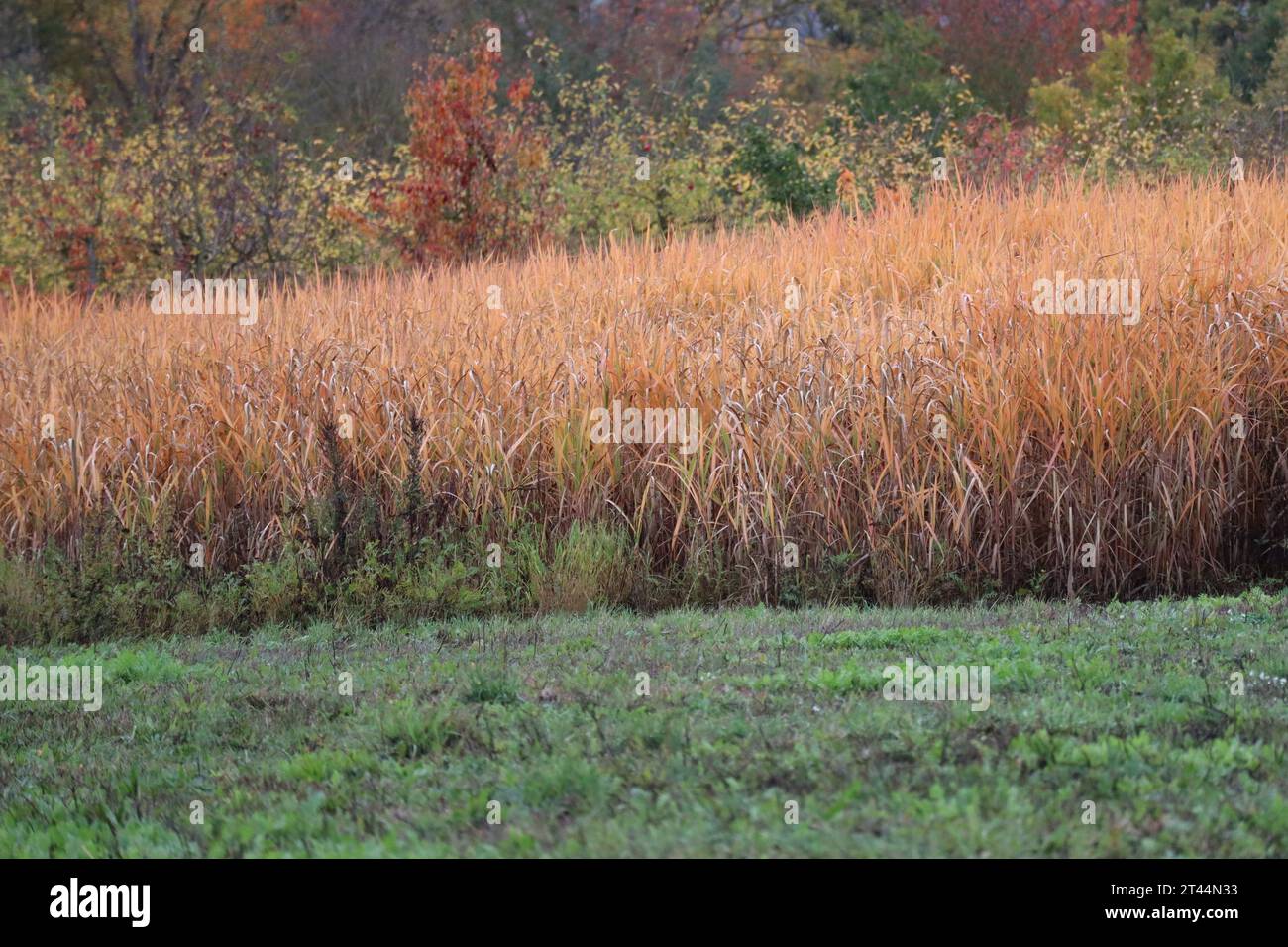 Anti soil erosion measure hi-res stock photography and images - Alamy