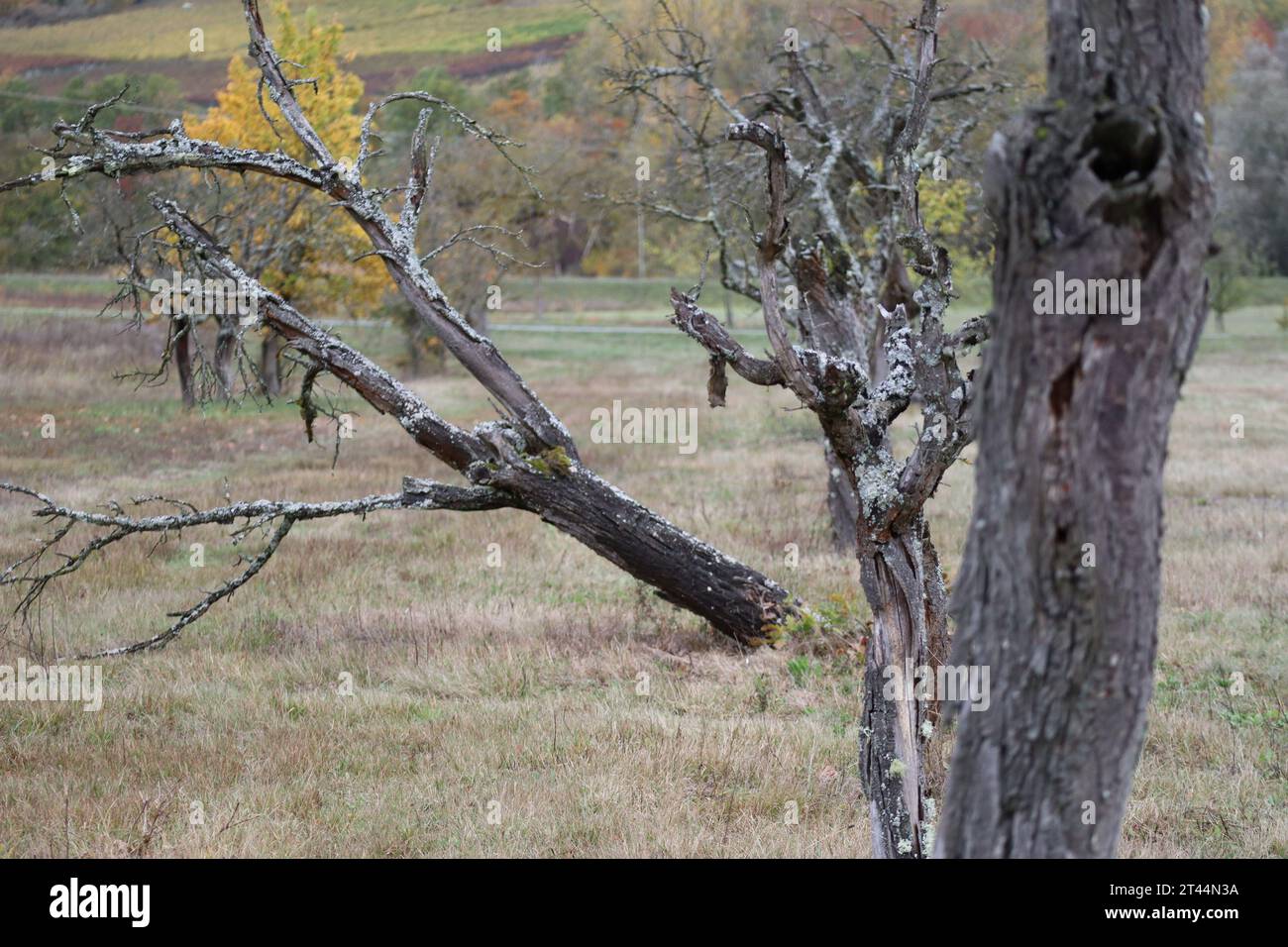 Old plum plantation hi-res stock photography and images - Alamy