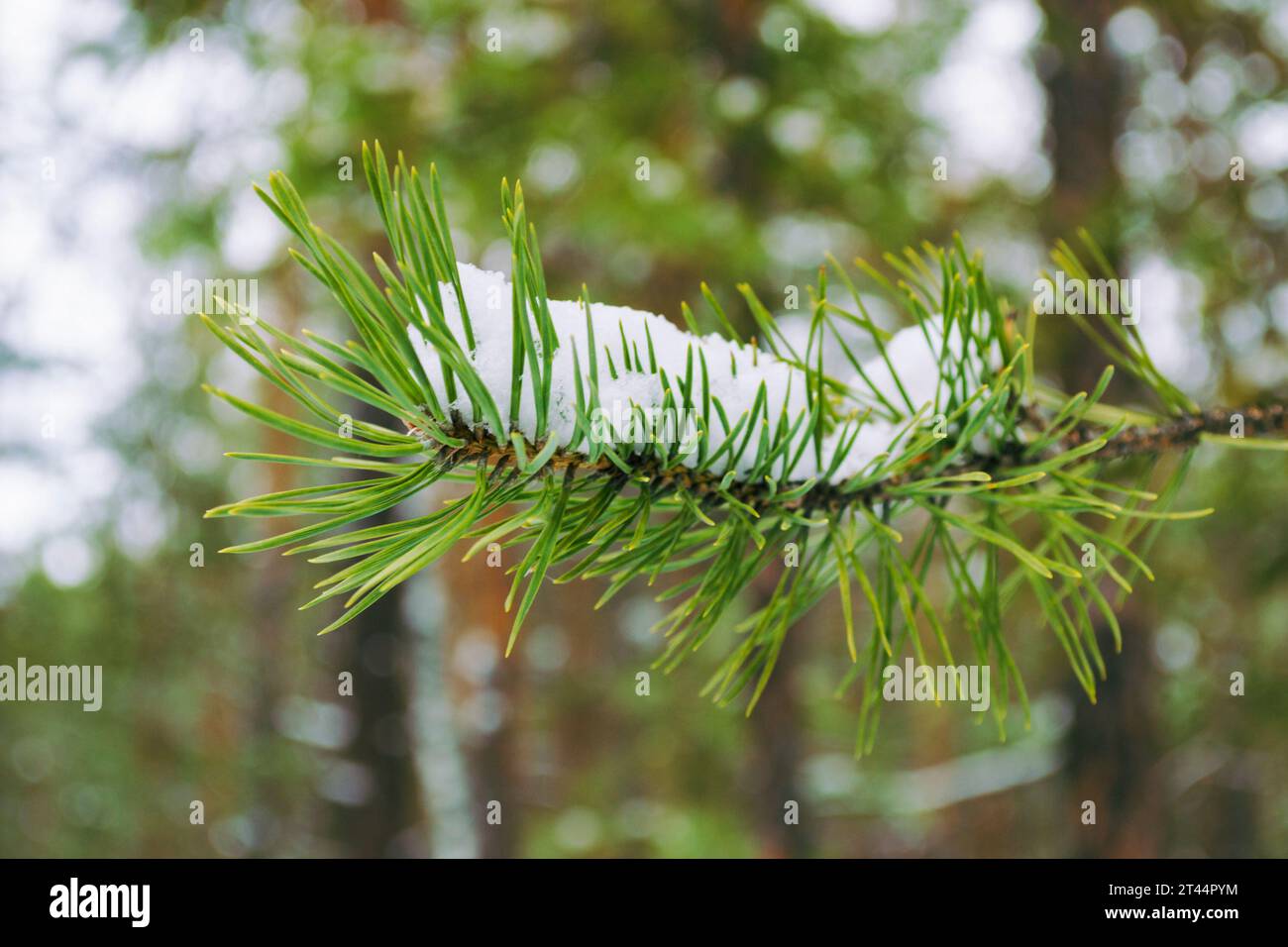 Detail of a pine leaf hi-res stock photography and images - Alamy