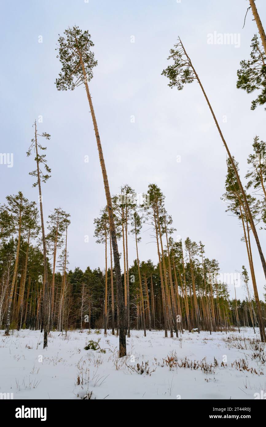 Slender tree trunks hi-res stock photography and images - Alamy