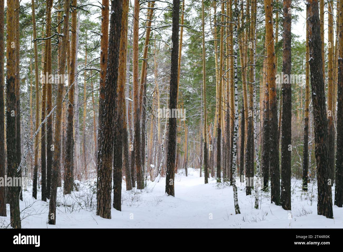Slender trees in forest hi-res stock photography and images - Alamy
