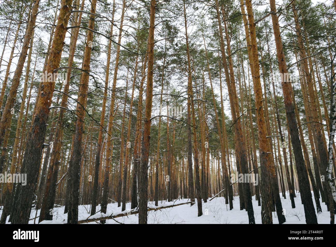 Tall pines snowy scenery hi-res stock photography and images - Alamy