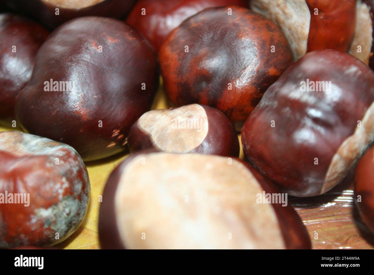 Chestnut duck hi-res stock photography and images - Alamy