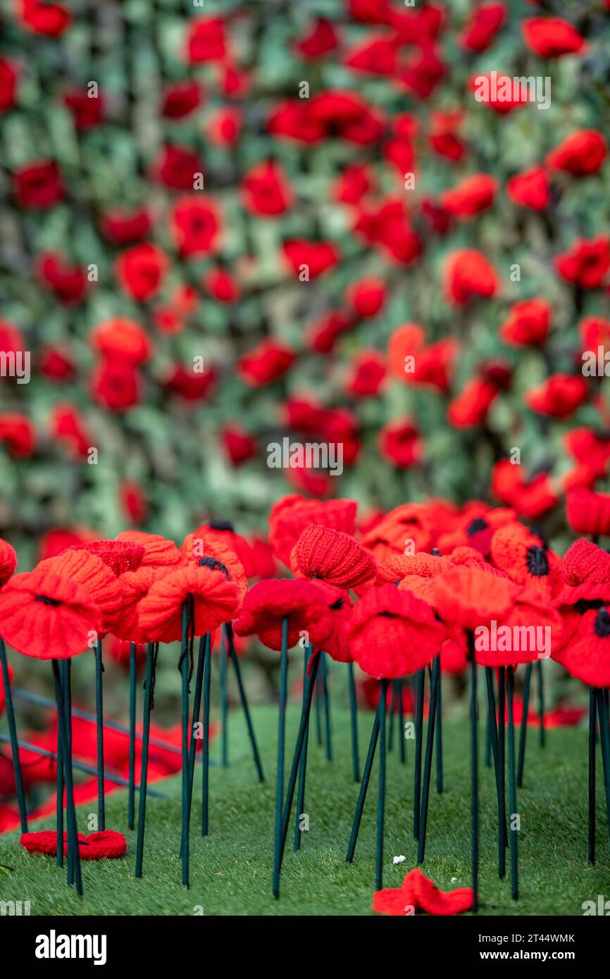 close-up of field of artificial poppies in an art installation for ...