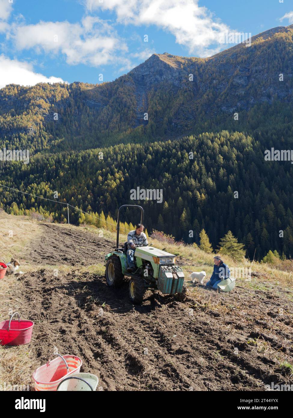 Farmer drives a tractor on an alpine field during the Potato harvest on ...
