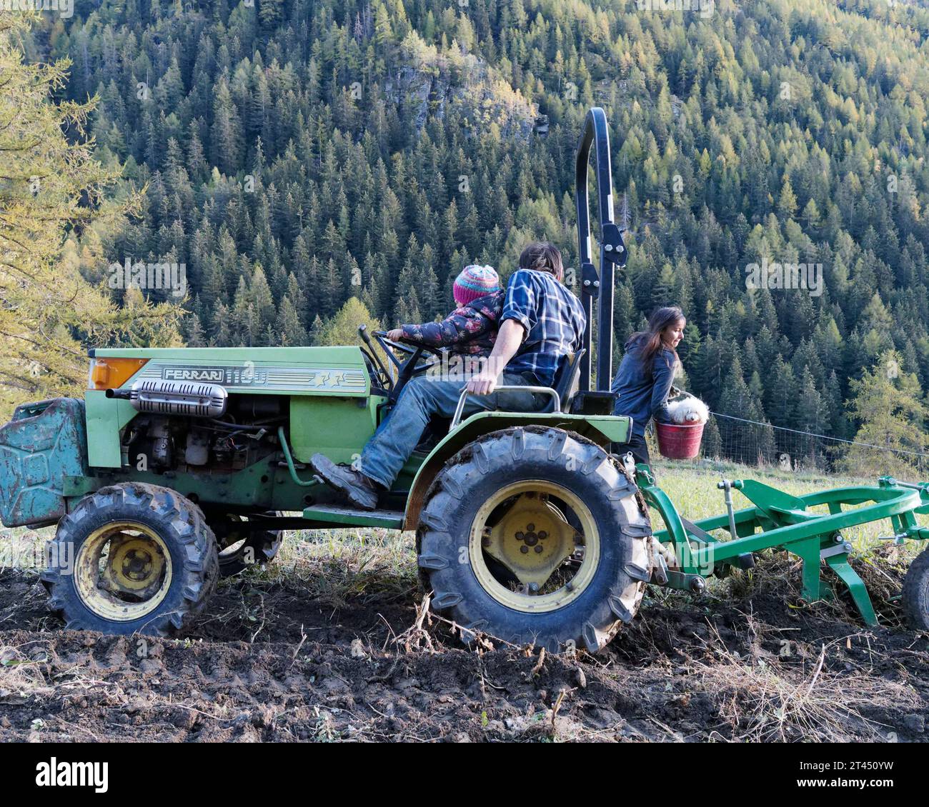 Farmer drives a tractor as an infact holds the wheel during the Potato ...