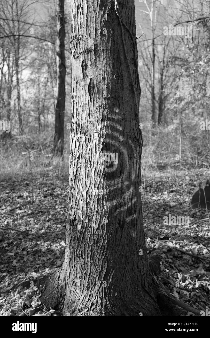 Tree, in woods, with concentric circle graffiti painted on the trunk ...