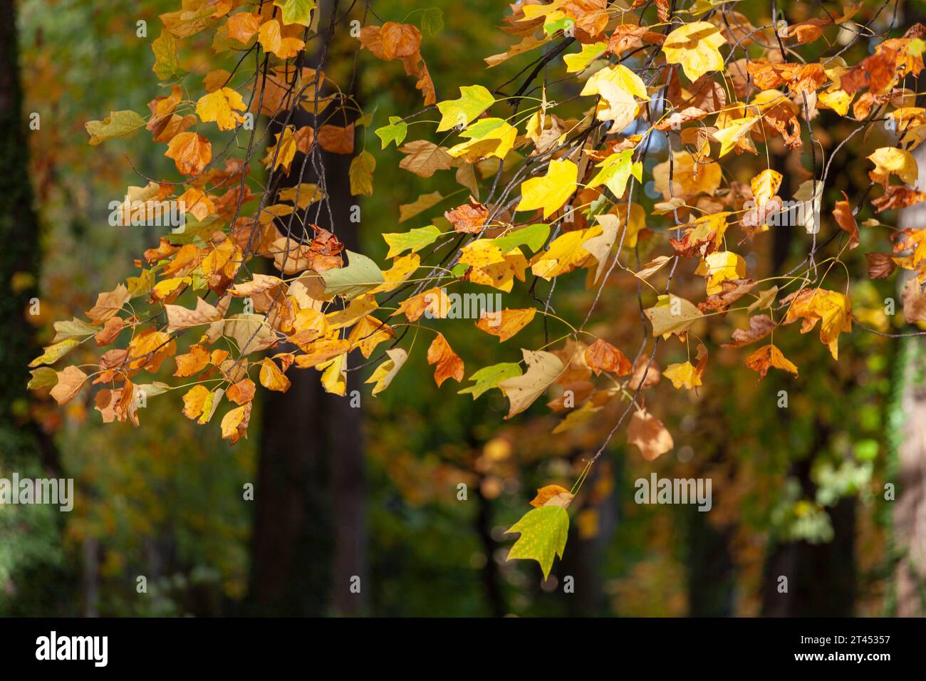 Autumn leaves on a branch Stock Photo - Alamy