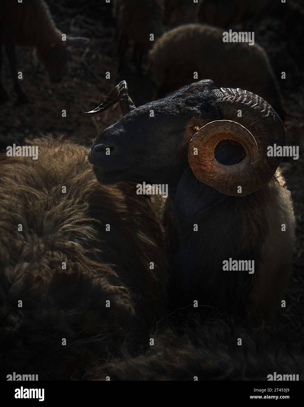 Black and white ram hi-res stock photography and images - Alamy