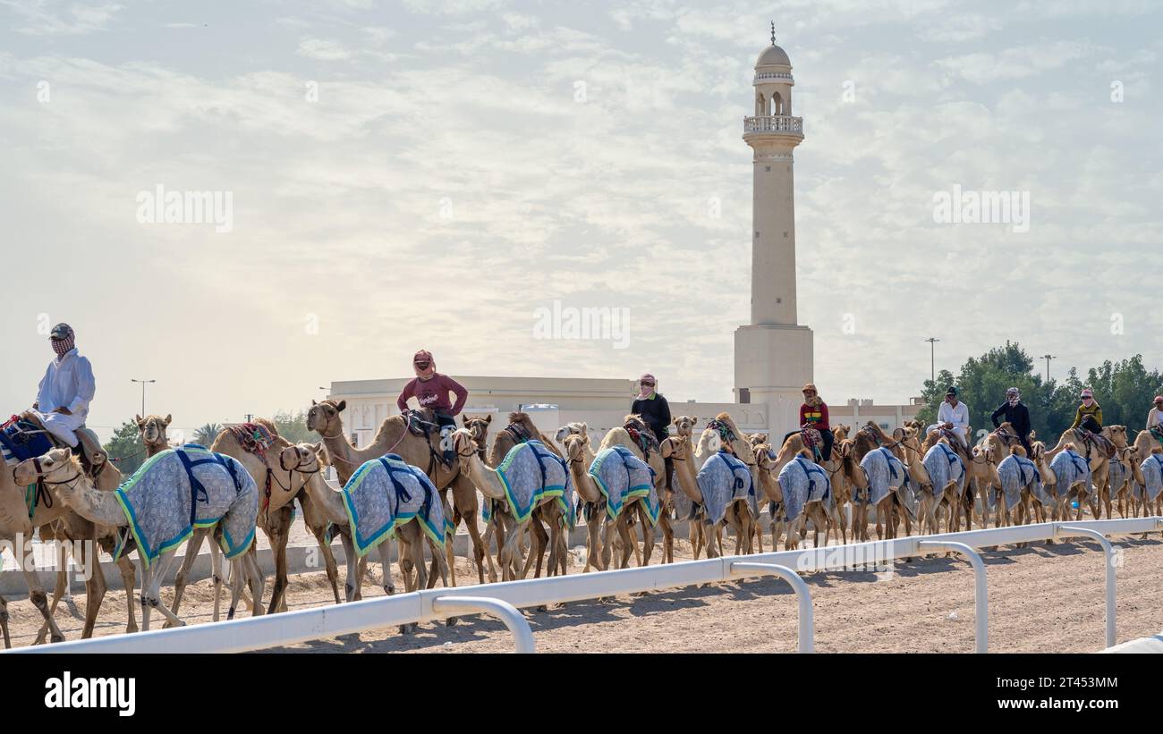 Al shahaniya camel racetrack hi-res stock photography and images - Alamy