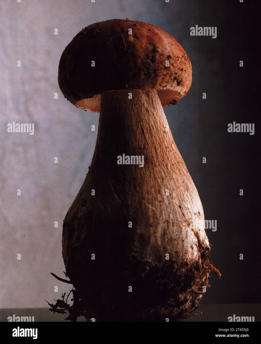 Masroom hi-res stock photography and images - Alamy