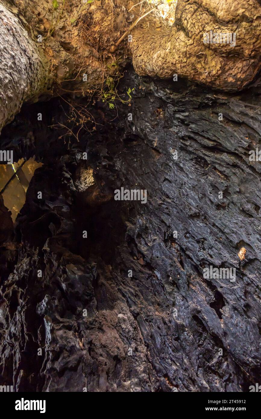 Moses tree hi-res stock photography and images - Alamy