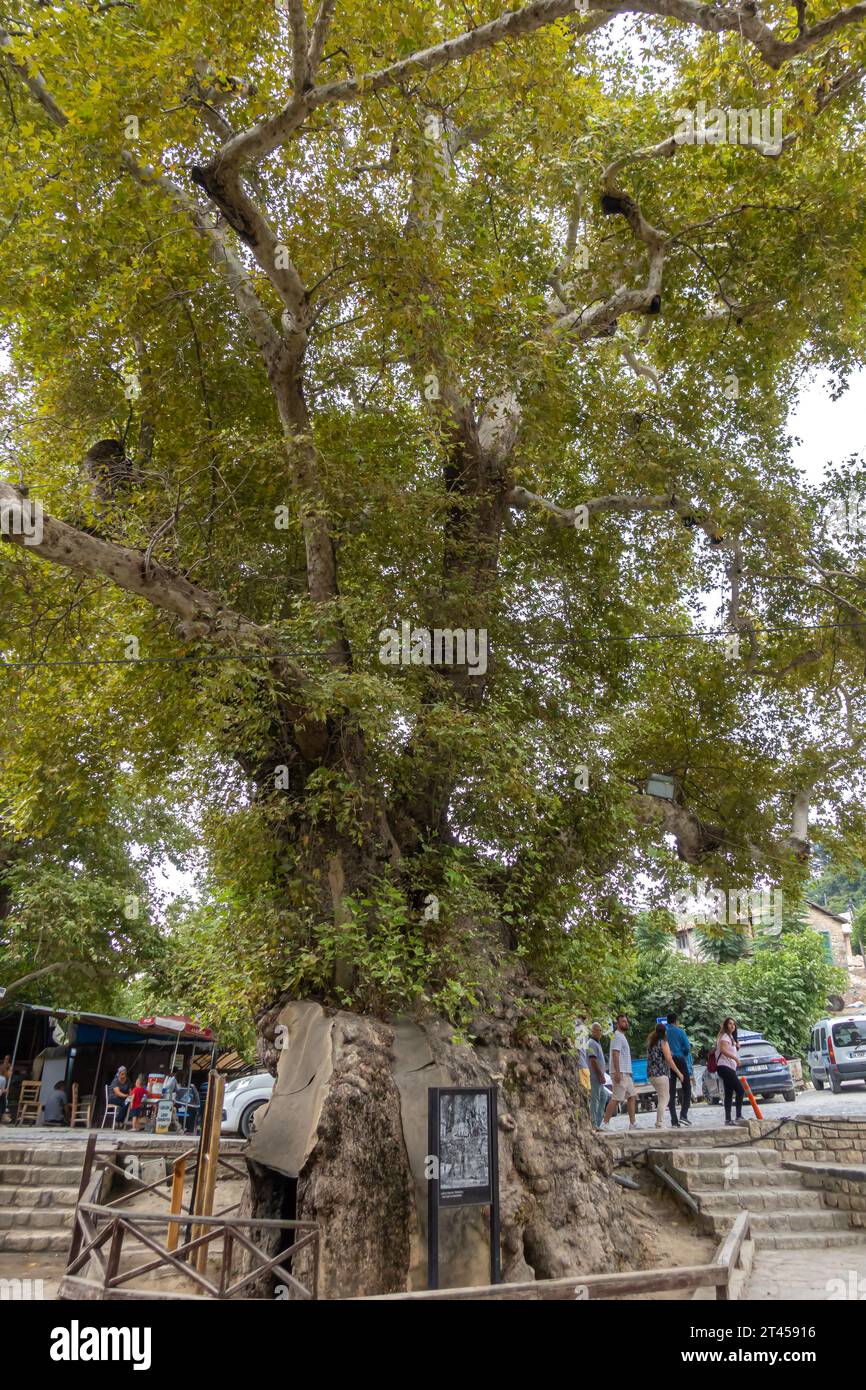 Moses tree hi-res stock photography and images - Alamy