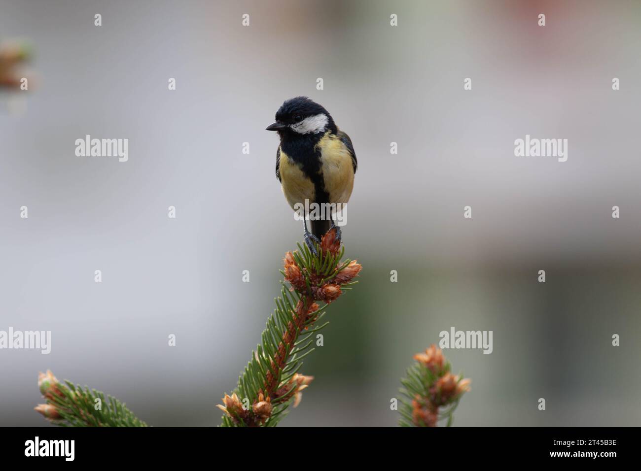 Little bird standing still on a branch Stock Photo - Alamy