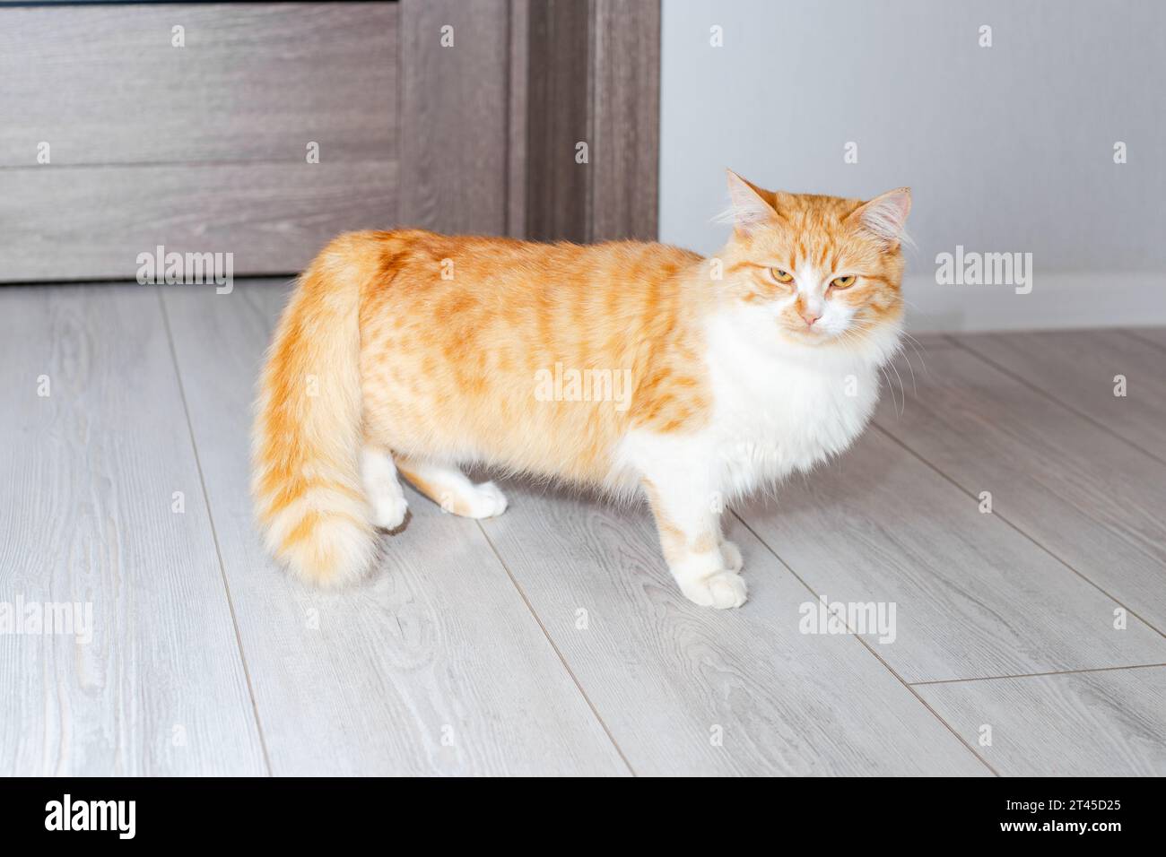 Arched cat hi-res stock photography and images - Alamy