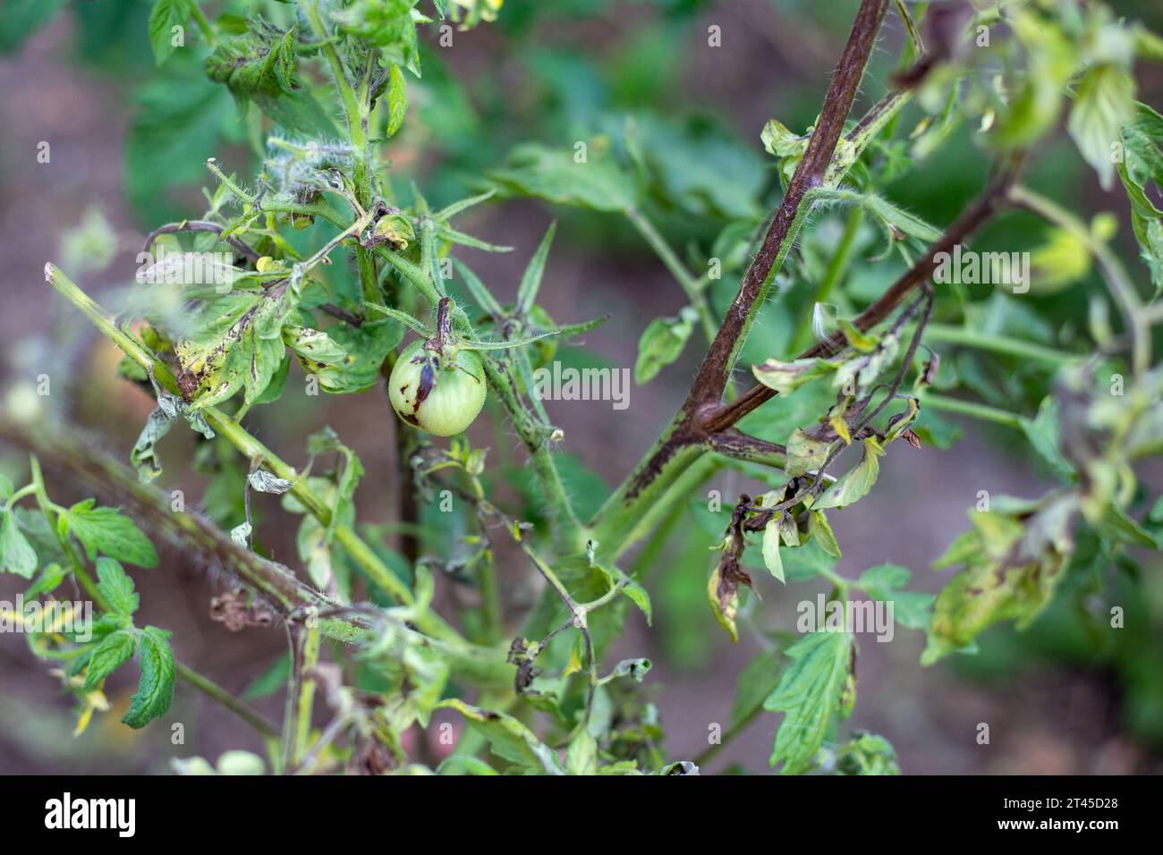 A tomato bush affected by late blight disease with spoiled fruit ...