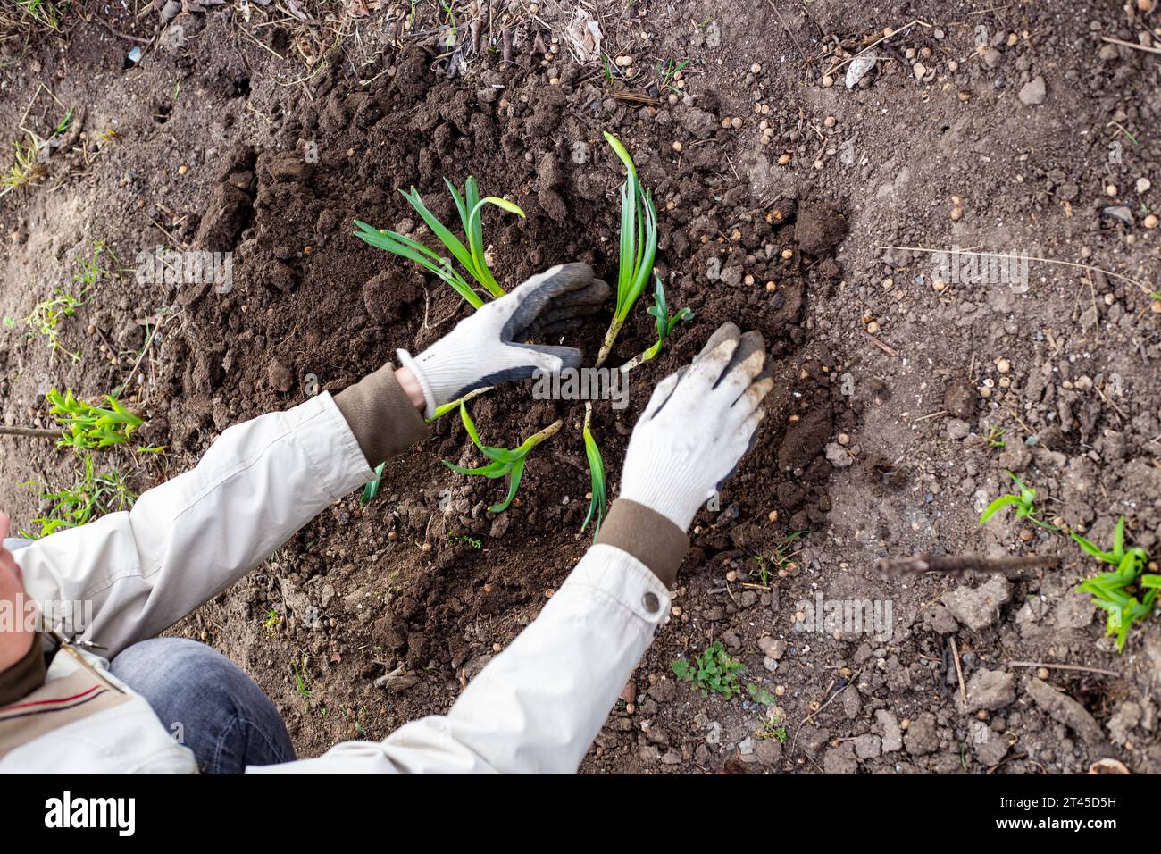 A gardener plants daffodil flowers in the ground in early spring ...