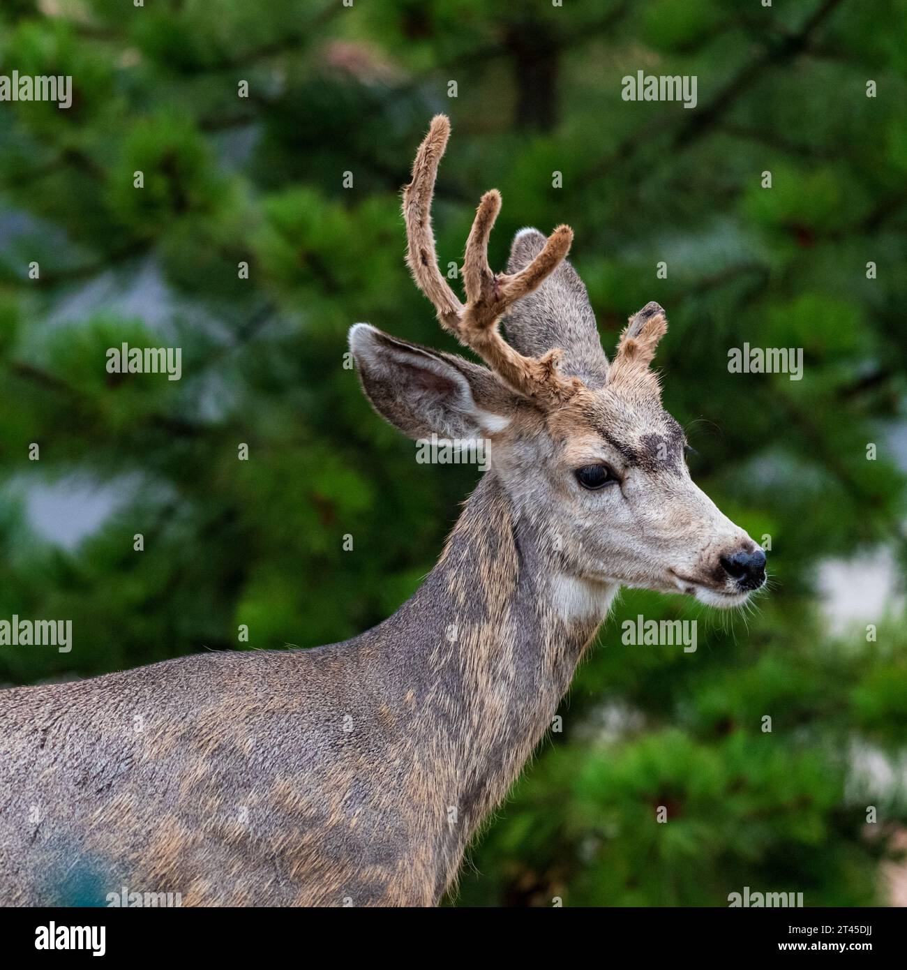 Mule Deer Buck with One Antler in Rocky Mountain National Park in ...