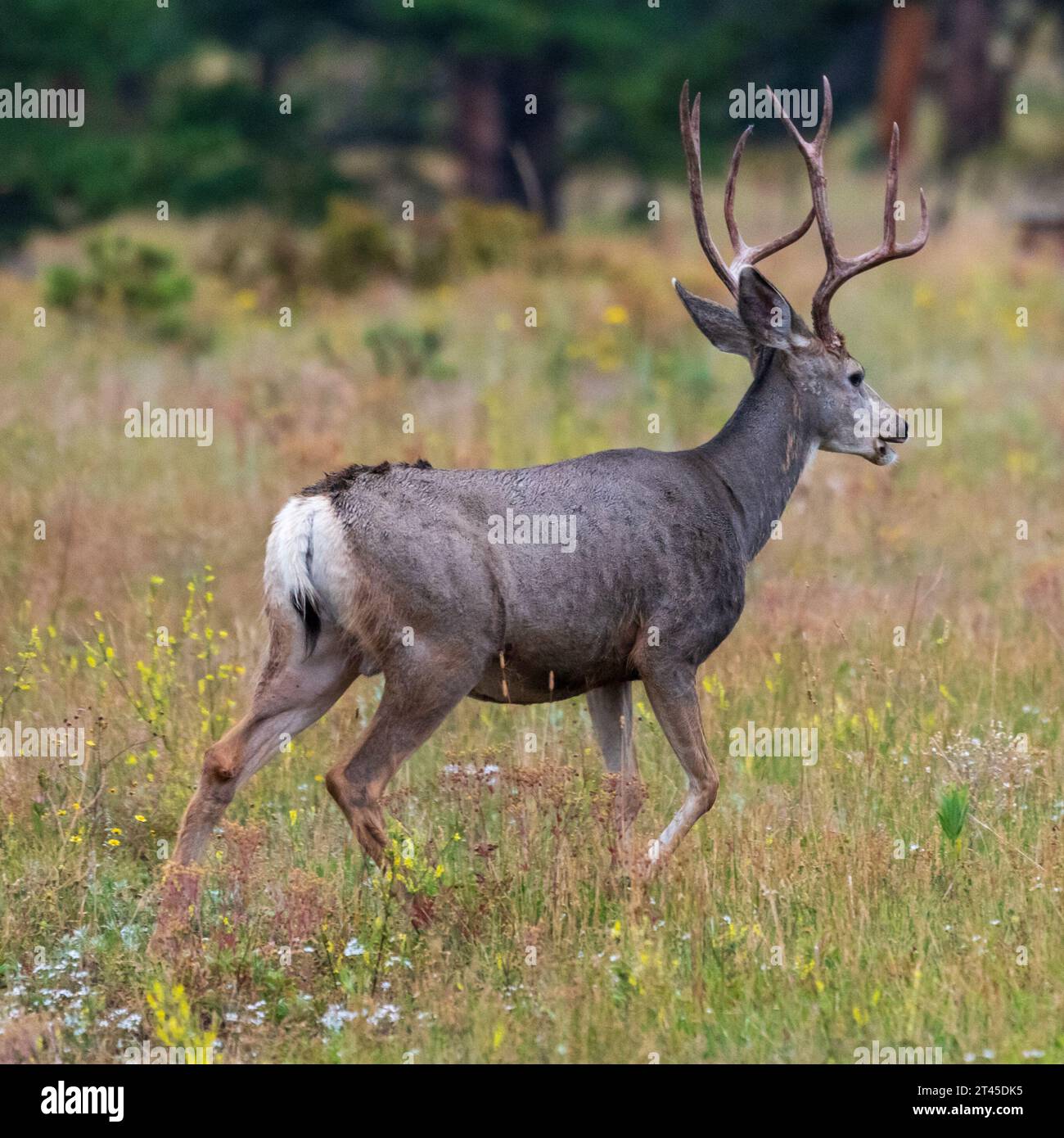 Muscular buck hi-res stock photography and images - Alamy