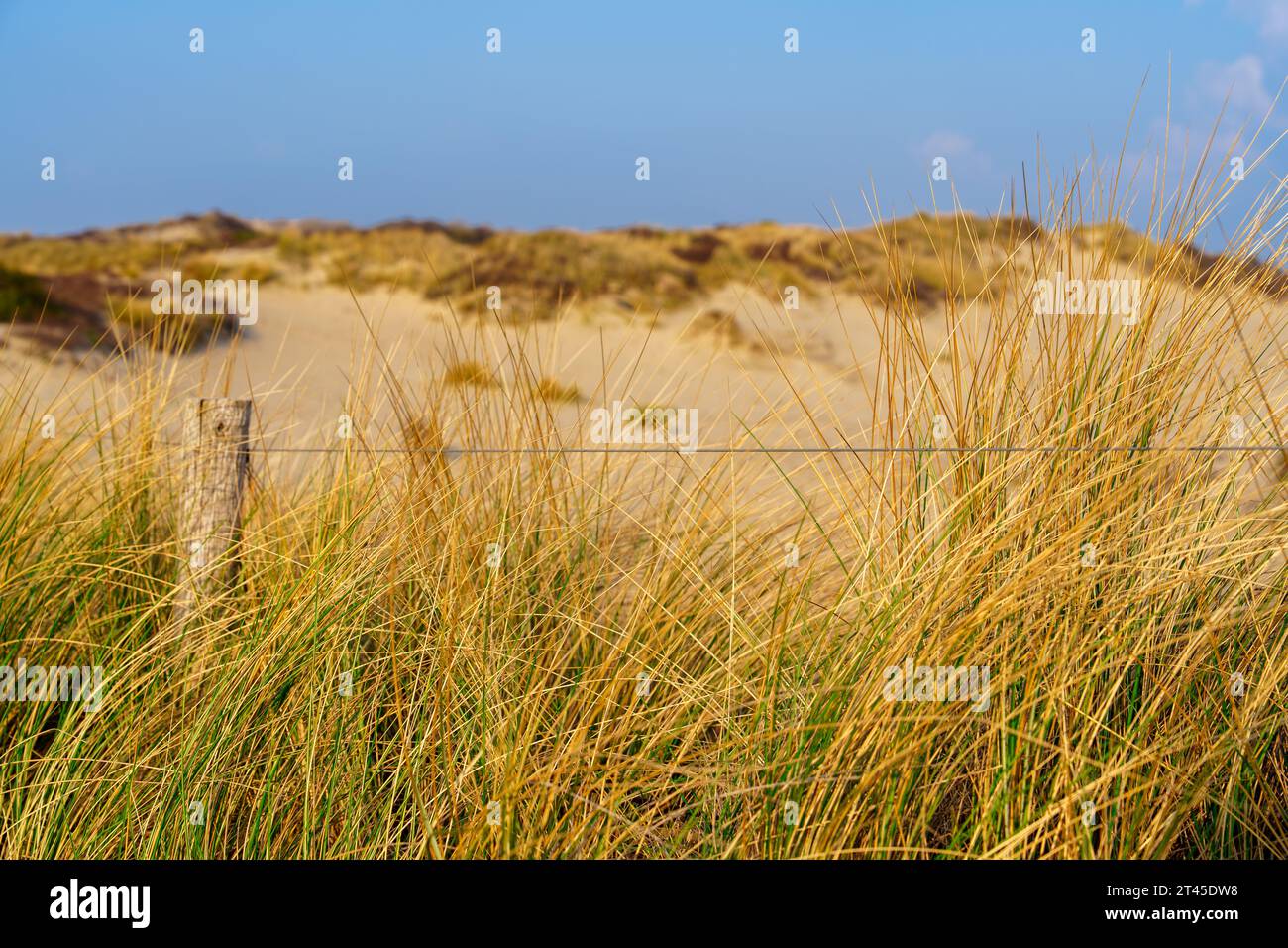 Sunny Day on Sandy Dunes in The Hague, Netherlands: Amazing Sand Dunes ...