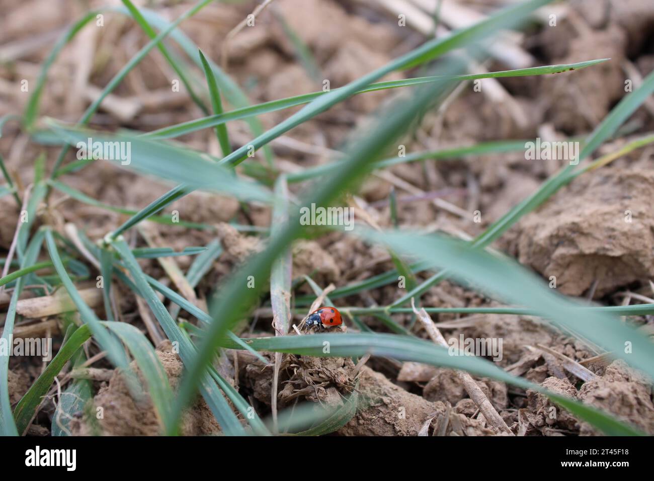 Feld biologie hi-res stock photography and images - Alamy