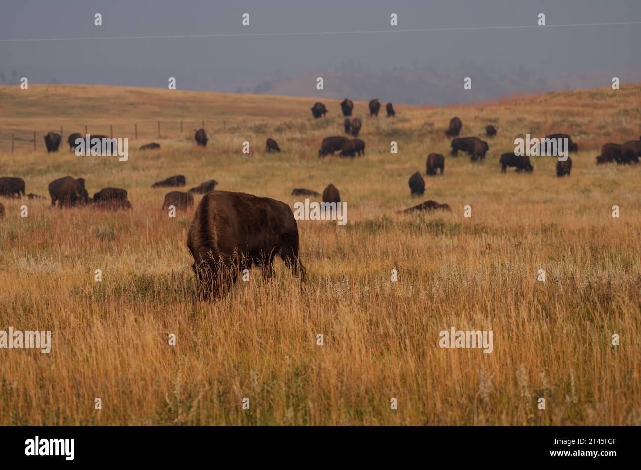 Custer state park and bison hi-res stock photography and images - Alamy