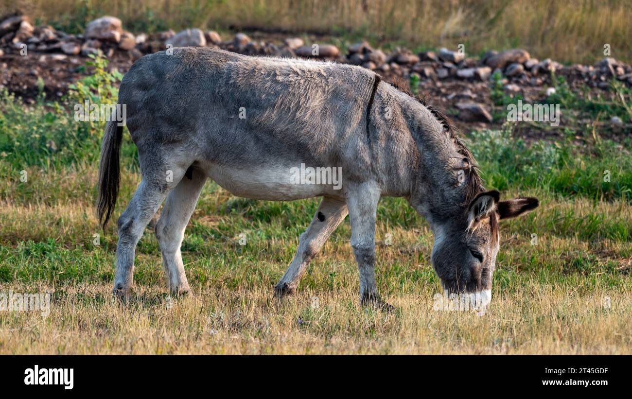 Burro Grazing in Custer State Park in South Dakota Stock Photo - Alamy