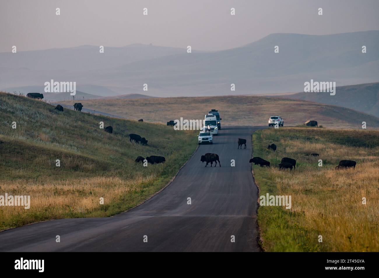 Bison Crossing Road in Custer State Park in South Dakota Stock Photo ...