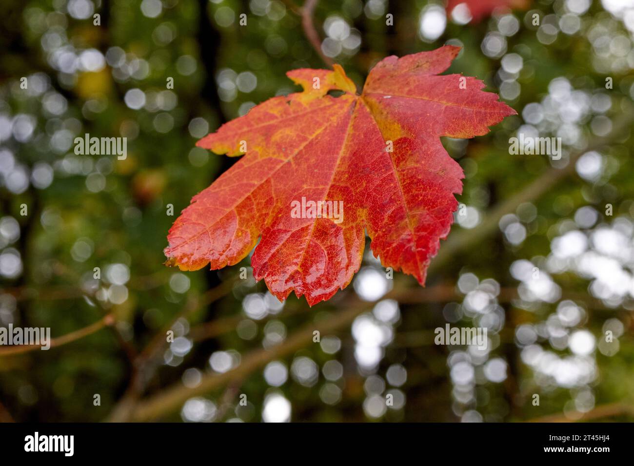 A red leaf during fall is hanging with a green background Stock Photo ...